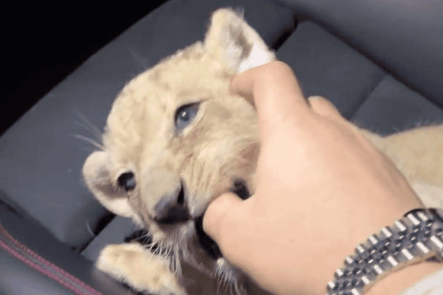 Controversy after Olympian films video with lion cub in Tbilisi